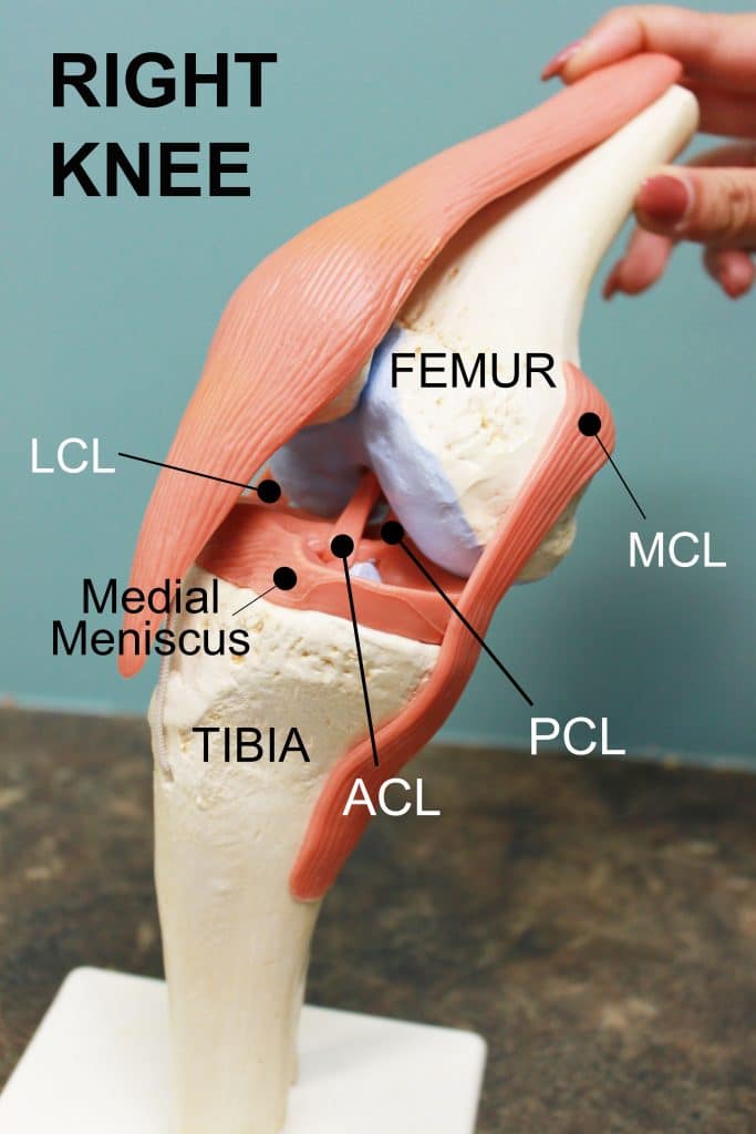I Tore My ACL Now What Coury Buehler Physical Therapy I Tore My ACL Now What Coury Buehler Physical Therapy