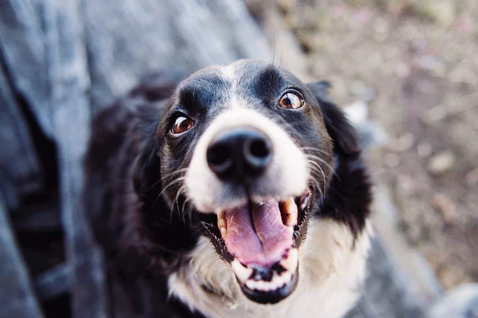 Doggy Duties: 4 Health Benefits of Having a Dog Doggy Duties: 4 Health Benefits of Having a Dog